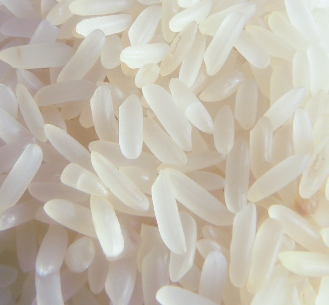 Rice as a plant – more than just filling our bellies | International ...